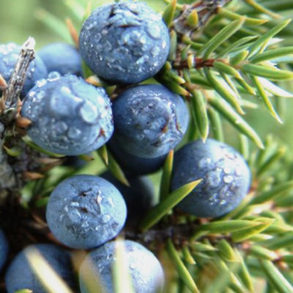 Juniper Berry – Isle of Skye Candle Company